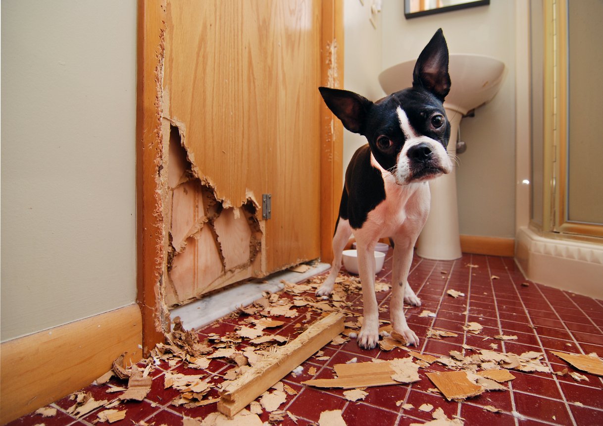 5 Ways to Recover Pet-Damaged Floors Before Your Next Inspection